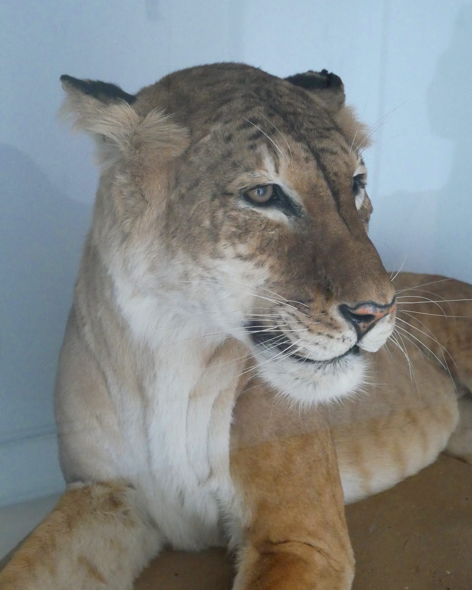 Le tigron, un animal des moins communs – Geispo'Time